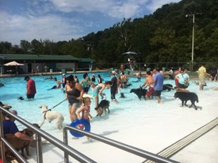Morgantown pool goes to the dogs, 188 of them - West Virginia Press ...