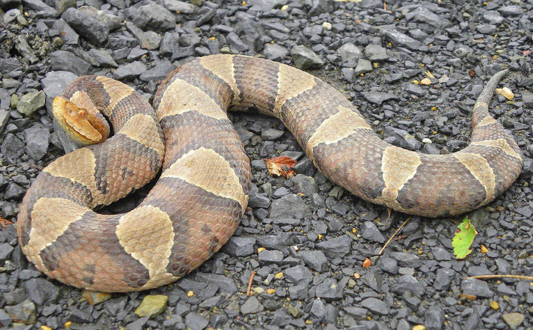 Will it be a big year for snakes in southern West Virginia? - West ...