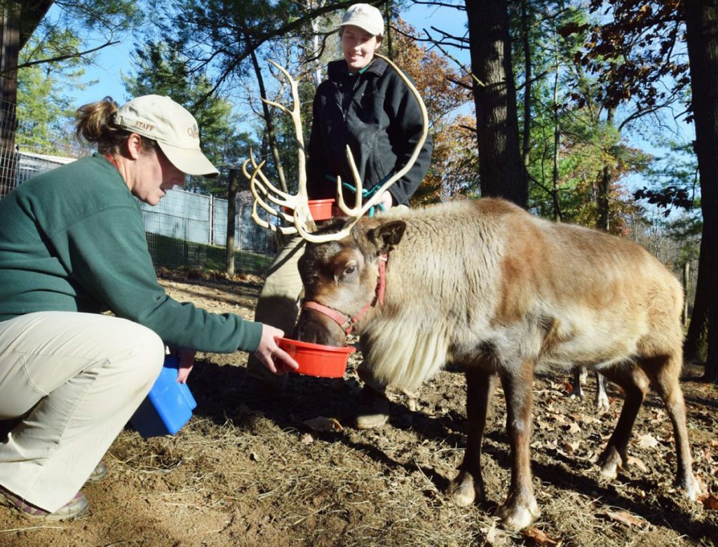 Oglebay Good Zoo offers new reindeer exhibit encounter in Ohio County ...