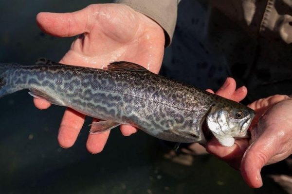 West Virginia Governor Justice announces special statewide tiger trout ...