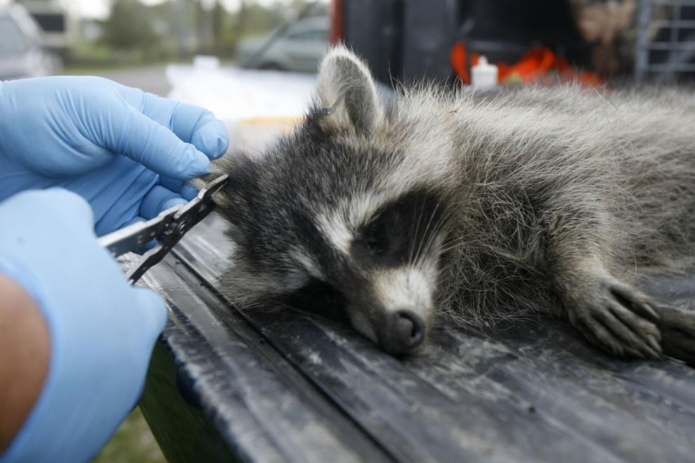 Public health officials begin measures after rabies case in Monongalia ...