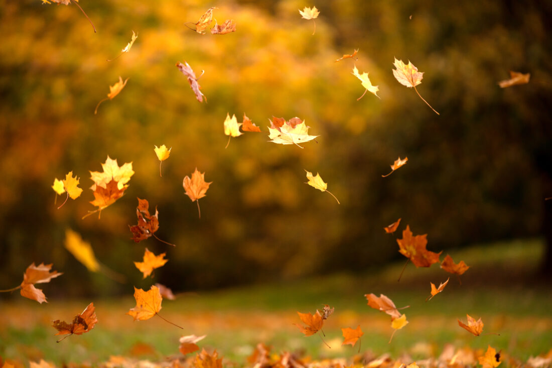 Free Fallin’: Today is the official start of autumn - West Virginia ...