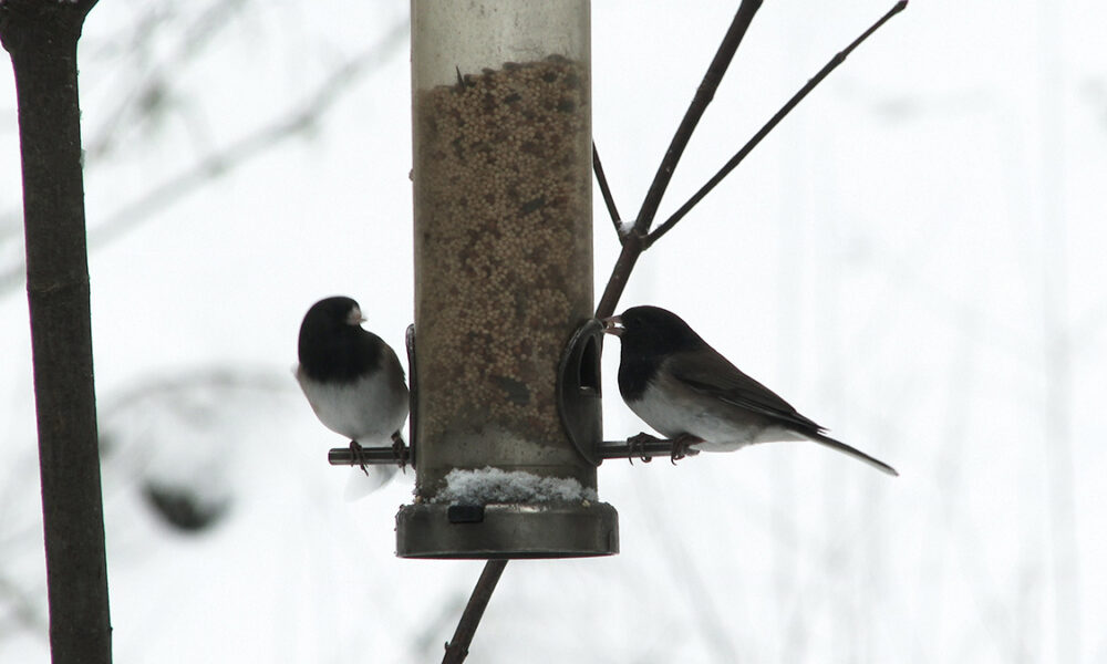 Count birds for science and fun for Audubon’s 126th annual Christmas ...