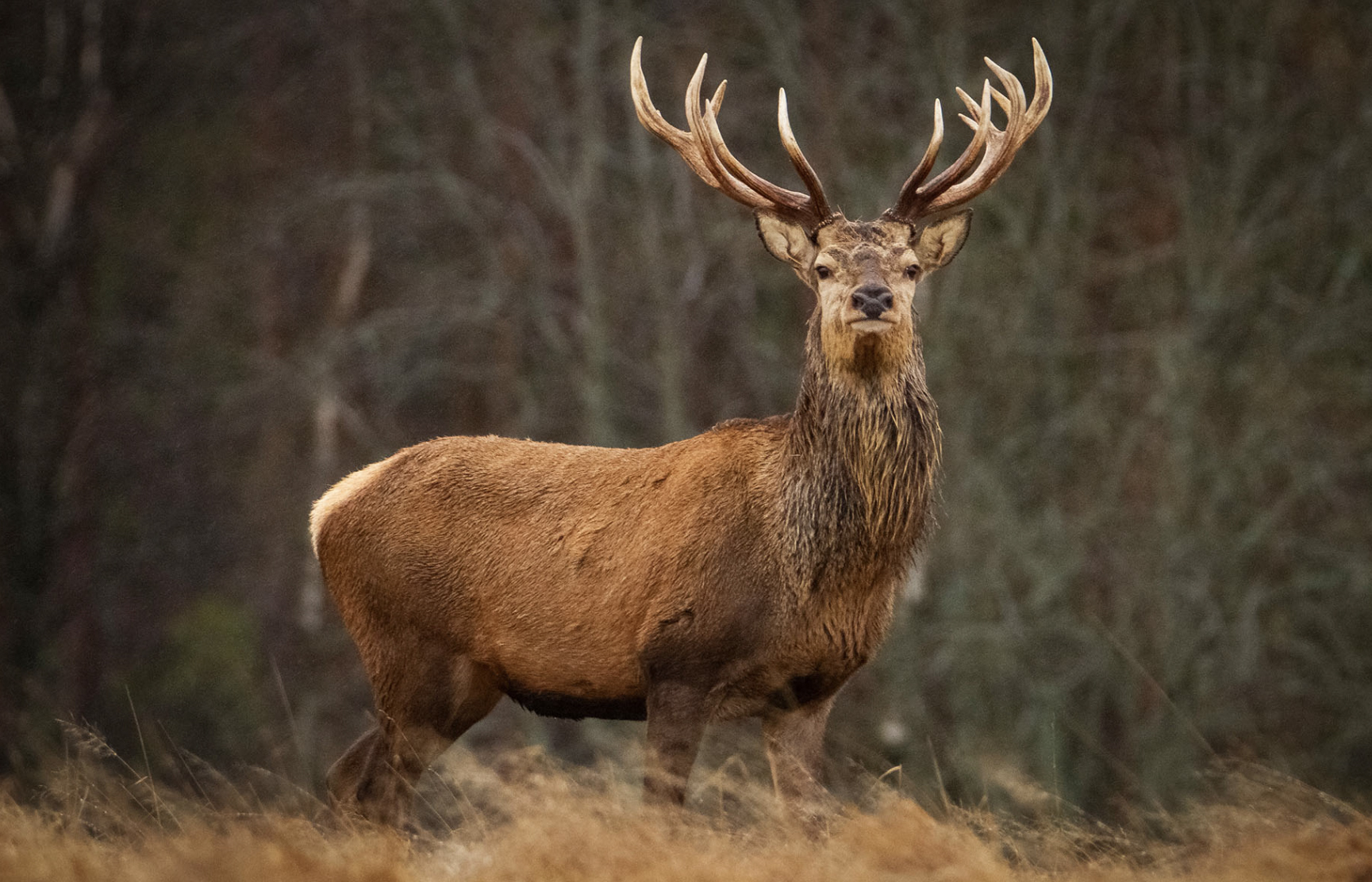 WVDNR reports buck firearms season harvest numbers - West Virginia ...